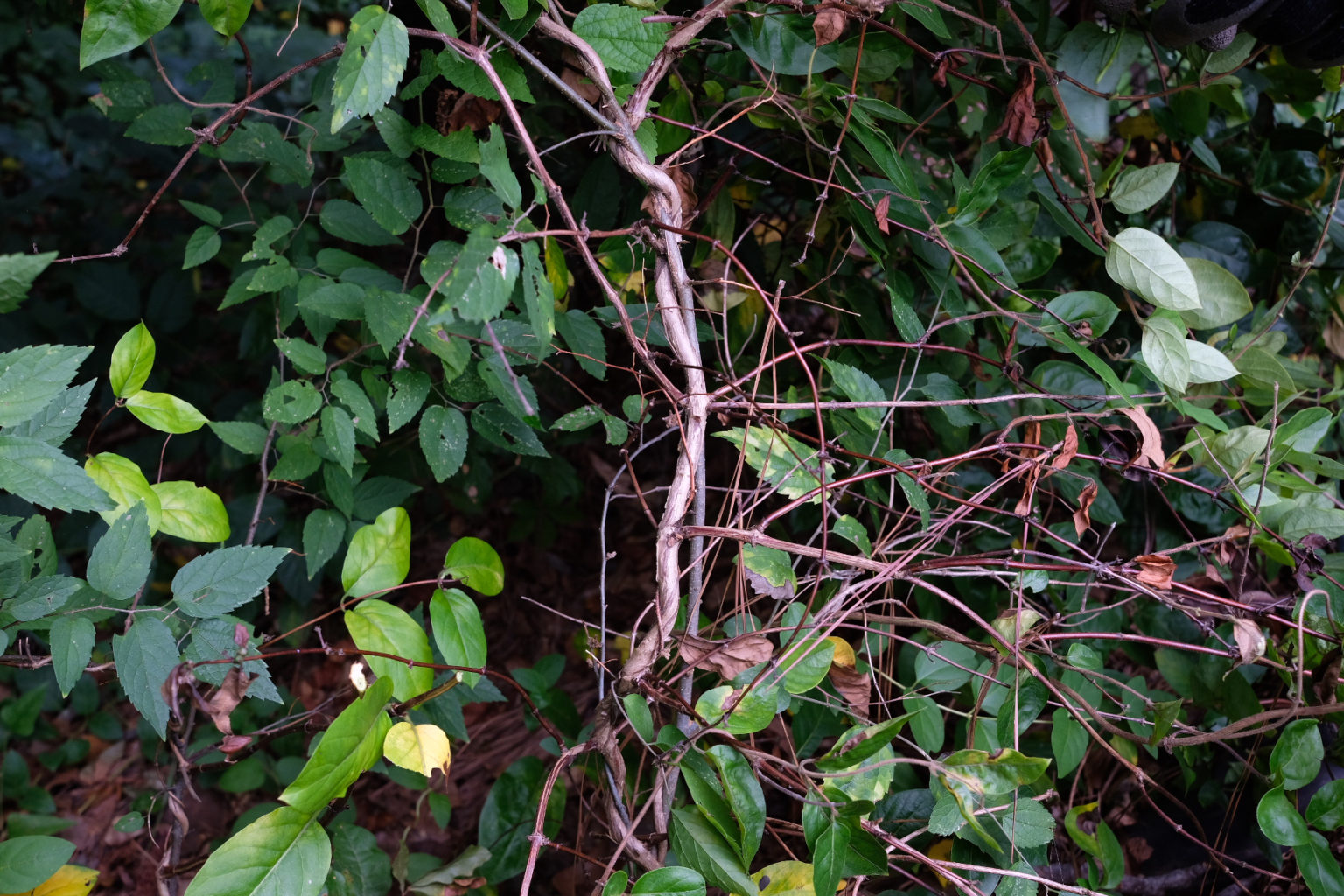 How to Remove Japanese Honeysuckle | Trees Atlanta