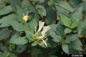 Atlanta’s Top Invasive Plants (A to Z) Expanded List | Trees Atlanta