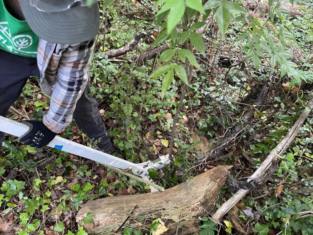 How to Remove Heavenly Bamboo | Trees Atlanta