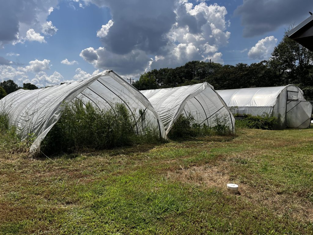 Trees Atlanta Establishes Plan for a Tree Nursery | Trees Atlanta