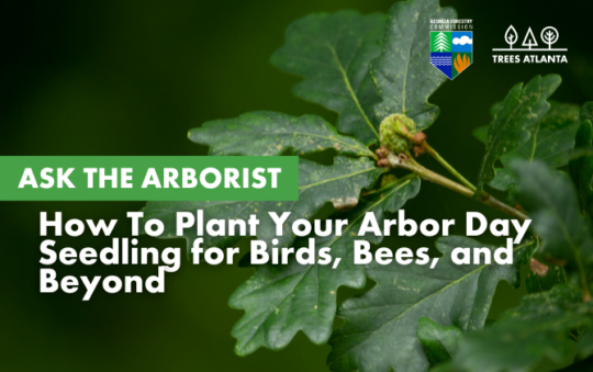 Georgia Arbor Day 2026 Celebration Week Feb. 15 – 21 | Trees Atlanta